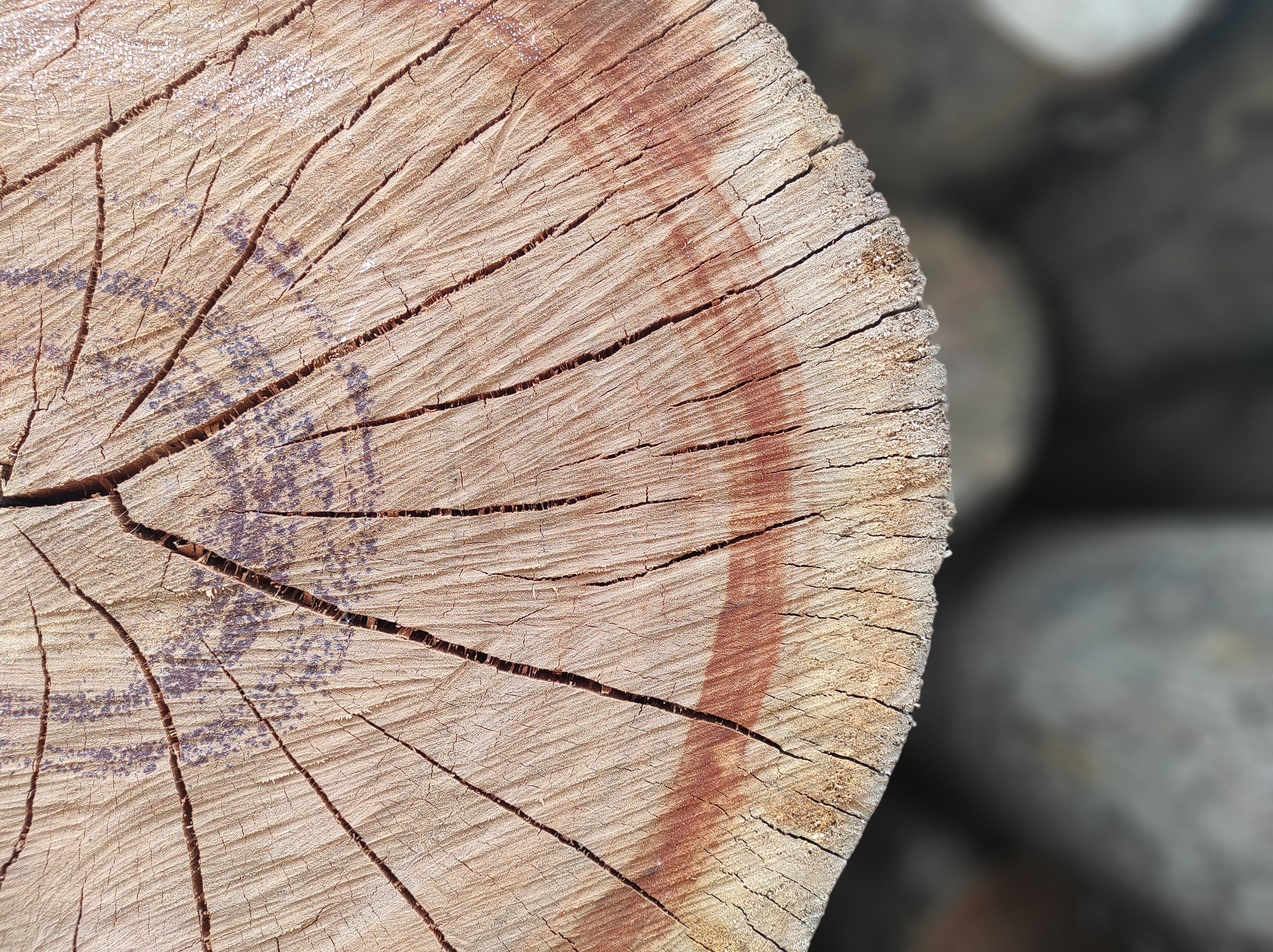 The Origins and The Physical Characteristics of Apitong | terradeck.id